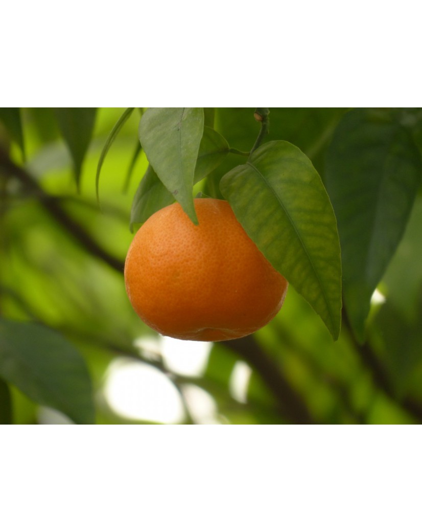 Apistar® apple tree - Malus domestica Apistar®