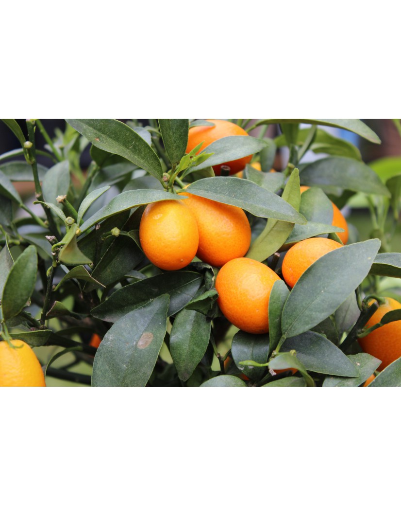 Oranger nain - Calamondin - Citrus mitis