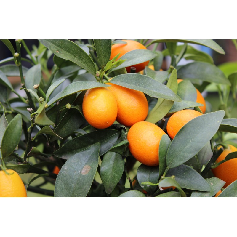 Calamondin - Citrus mitis