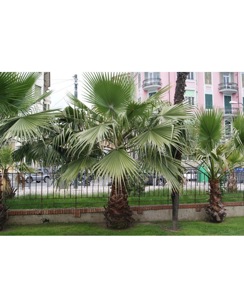 Mexican fan palm - Washingtonia Robusta