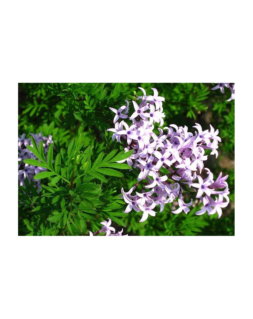 Feathered Persian lilac - Cutleaf lilac - Syringa Persica Laciniata