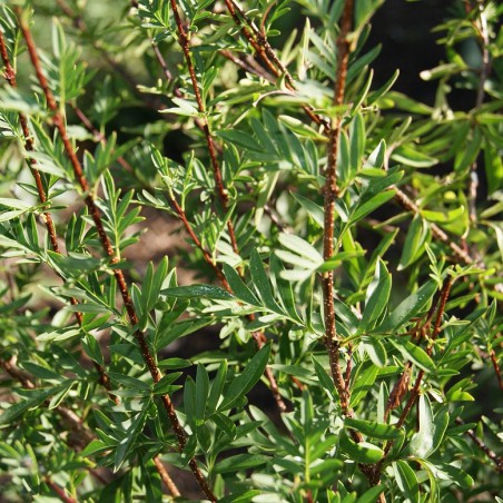 Feathered Persian lilac - Cutleaf lilac - Syringa Persica Laciniata