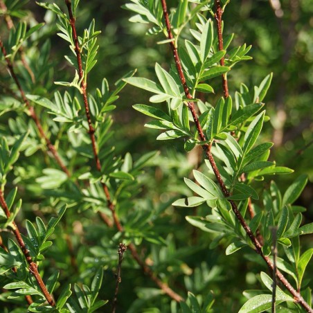 Feathered Persian lilac - Cutleaf lilac - Syringa Persica Laciniata