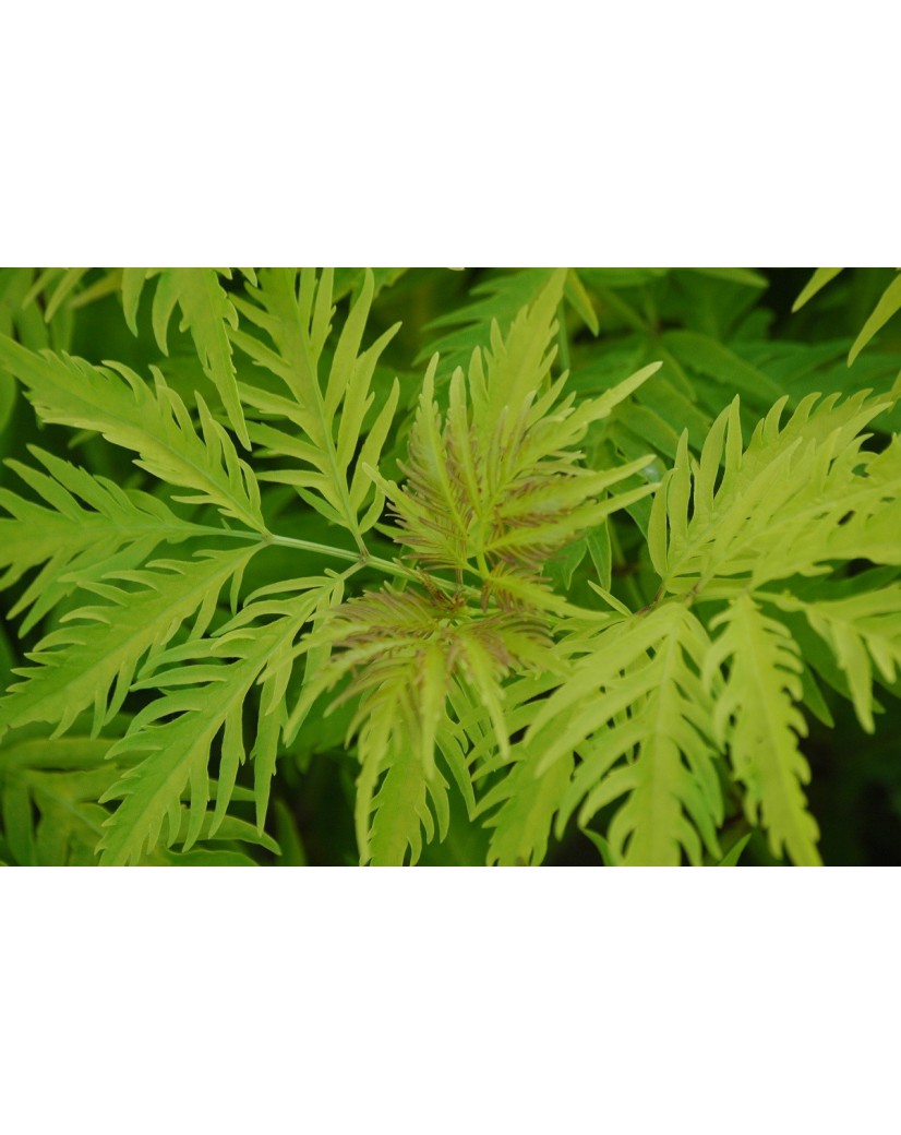 Winter-hazel - Corylopsis Spicata