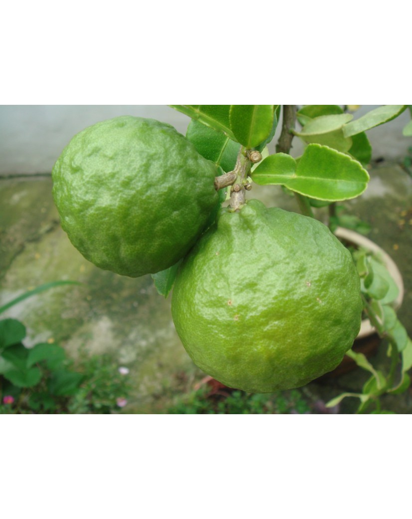 Kaffir lime - Citrus hystrix