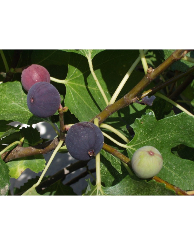 Braeburn apple tree - Malus Domestica Braeburn
