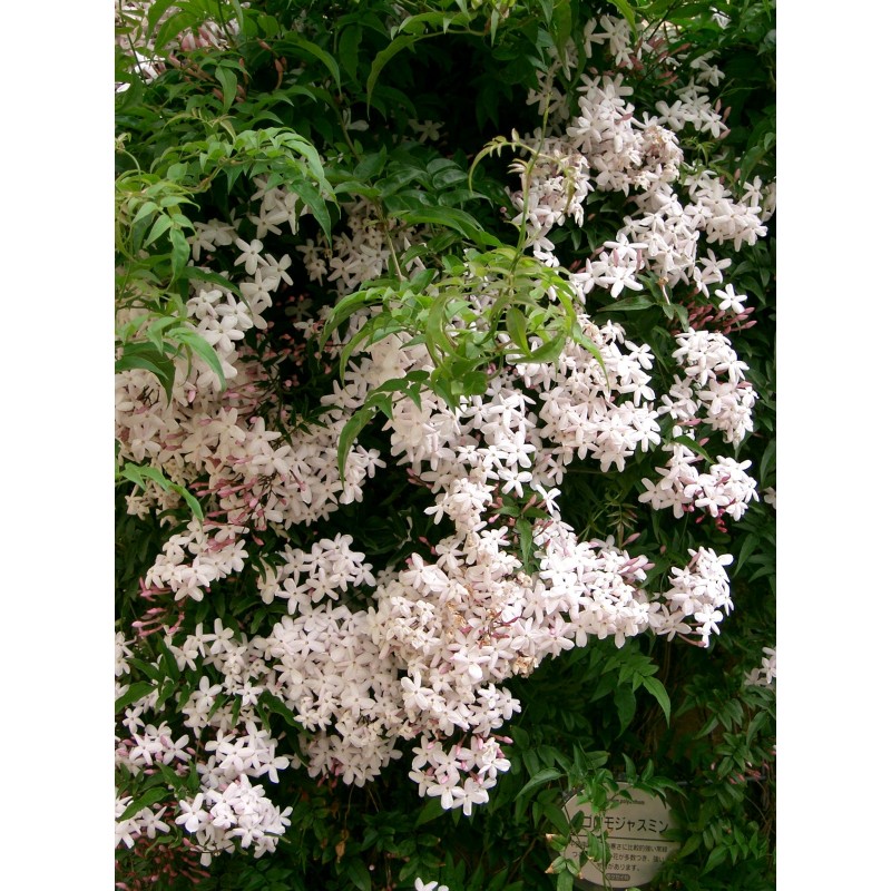 Jasmin blanc d'hiver-Jasmin à nombreuses fleurs - Jasminum Polyanthum