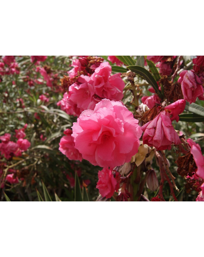 Laurier rose - Nerium Oleander