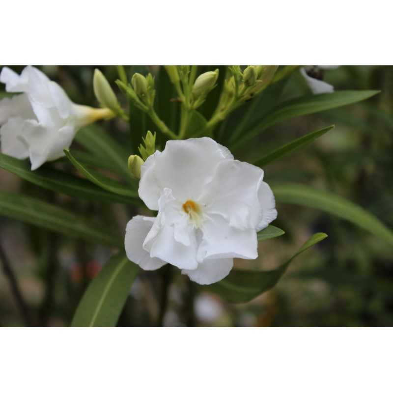 Laurier rose Mont Blanc - Nerium Oleander Mont Blanc