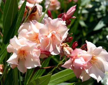 Online nursery - sale of trees and shrubs