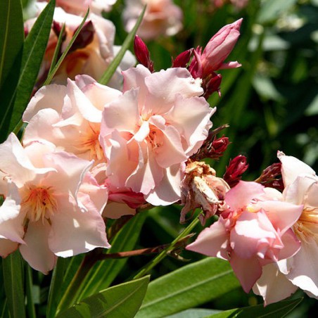Oleander Provence - Nerium Oleandre Provence