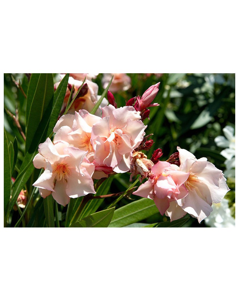 Pépinière en ligne - vente d'arbres et arbustes