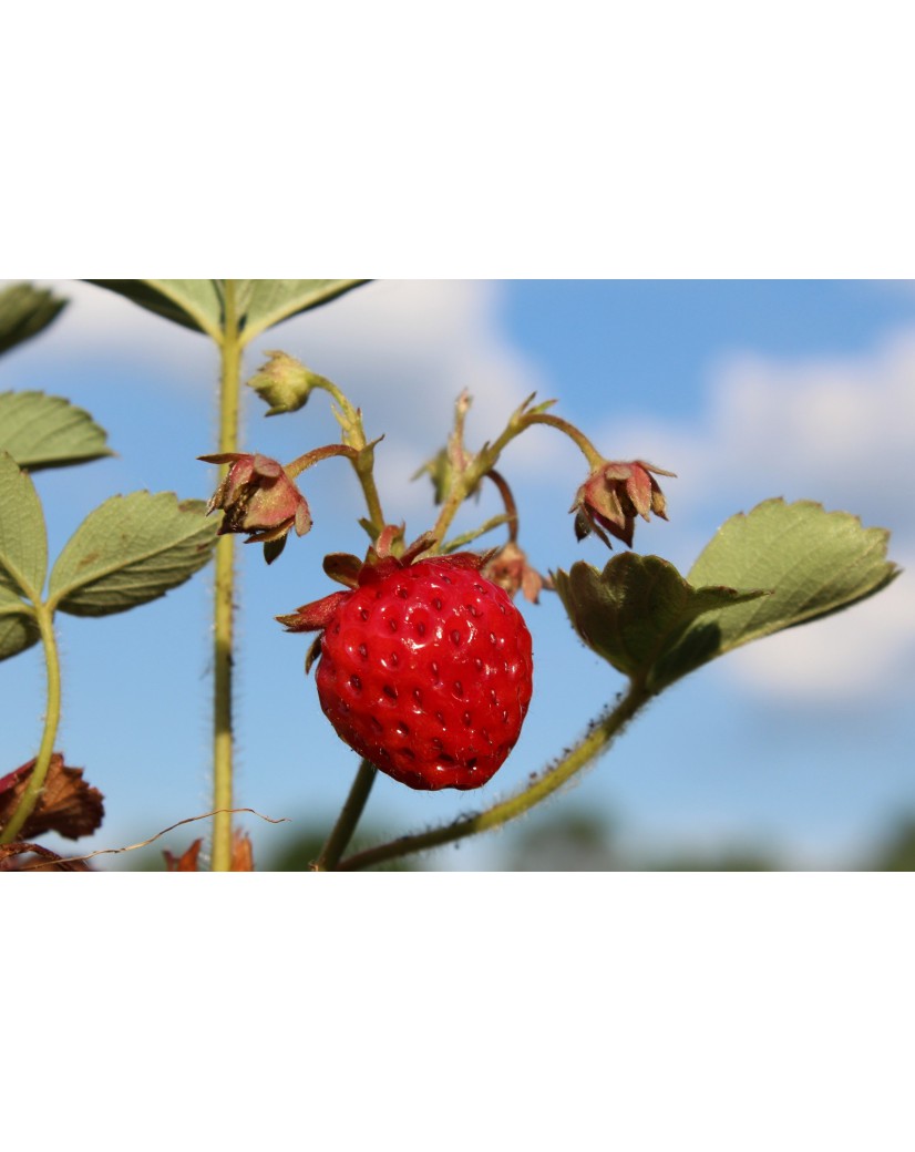 Fraisier Framberry® - Fragaria ananassa Framberry®