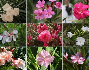 Pépinière en ligne - vente d'arbres et arbustes