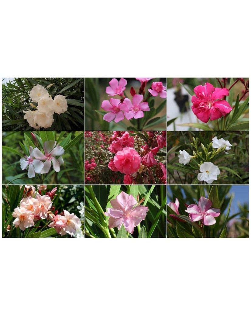 Pépinière en ligne - vente d'arbres et arbustes