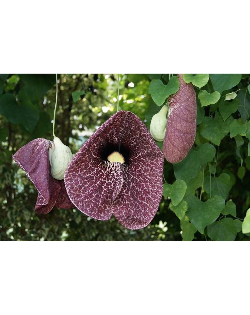 Calico flower - Aristolochia elegans