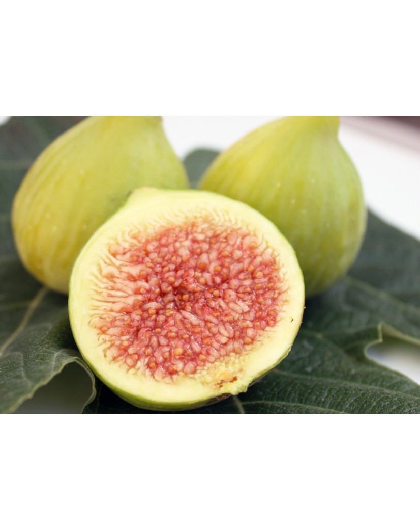 Fig tree Col de Dame Blanche - Ficus carica Col de Dame Blanche