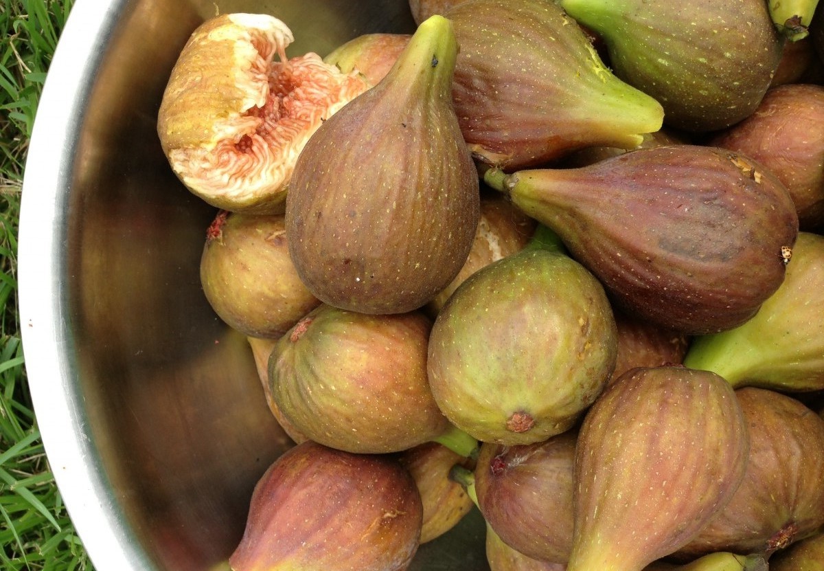 Vijgenboom Sultane - Ficus carica Sultane