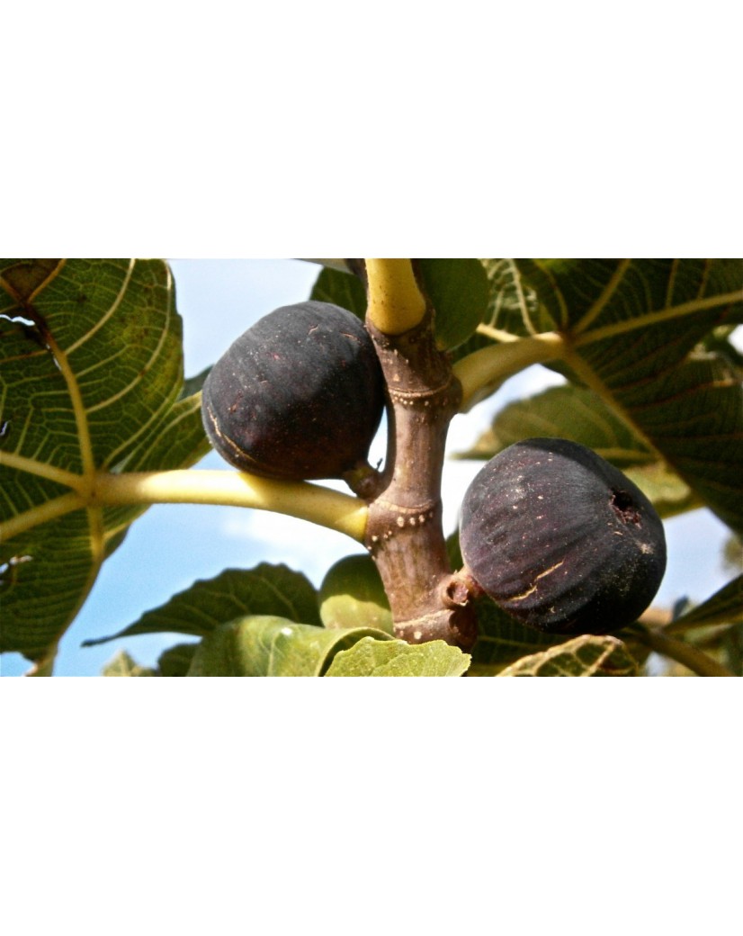 Fig tree Ronde de Bordeaux - Ficus carica Ronde de Bordeaux