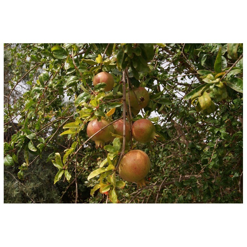 Grenadier Wonderful - Punica granatum Wonderful