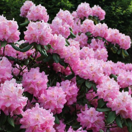 Rhododendron Pink Pearl