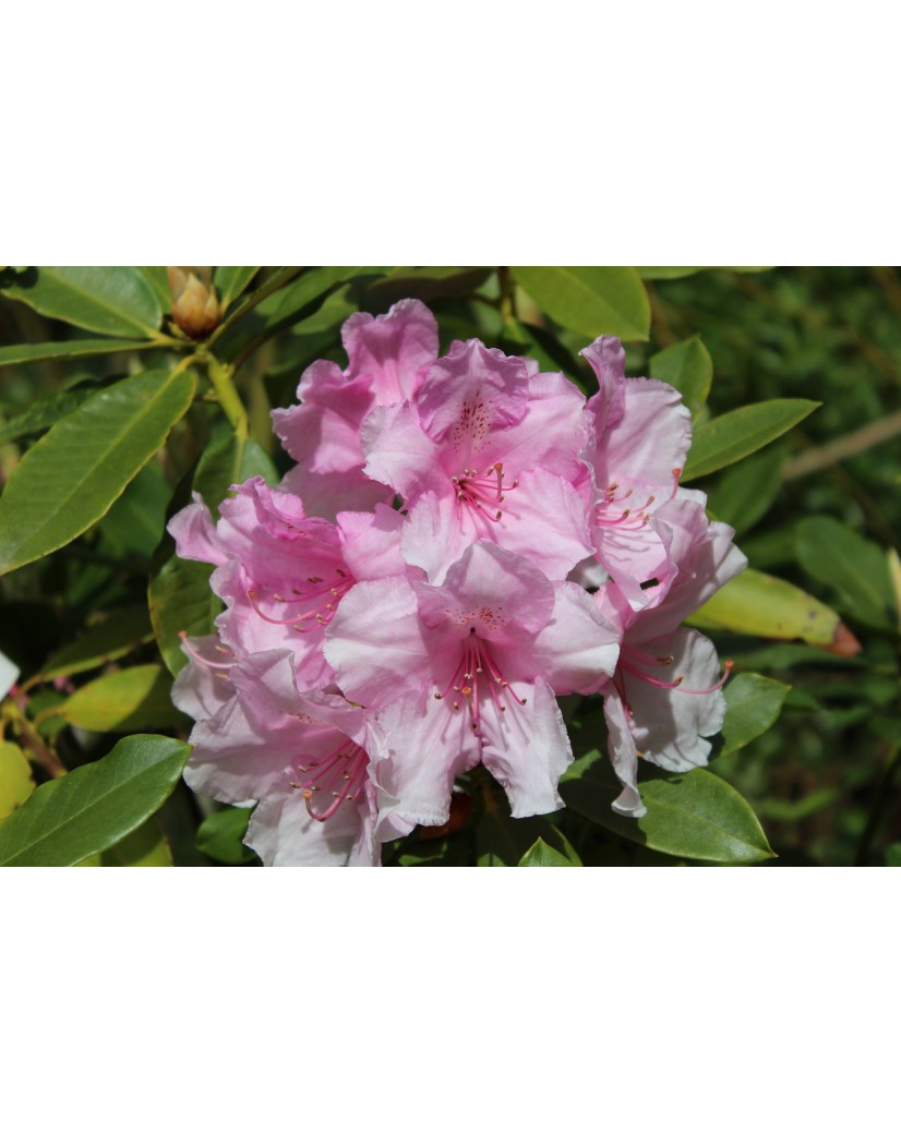 Rhododendron Pink Pearl