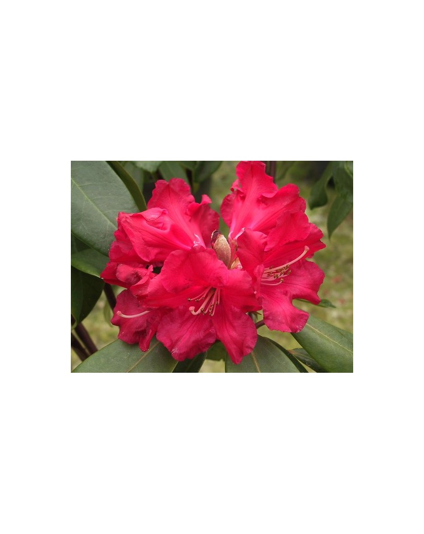 Rhododendron Halfdan Lem