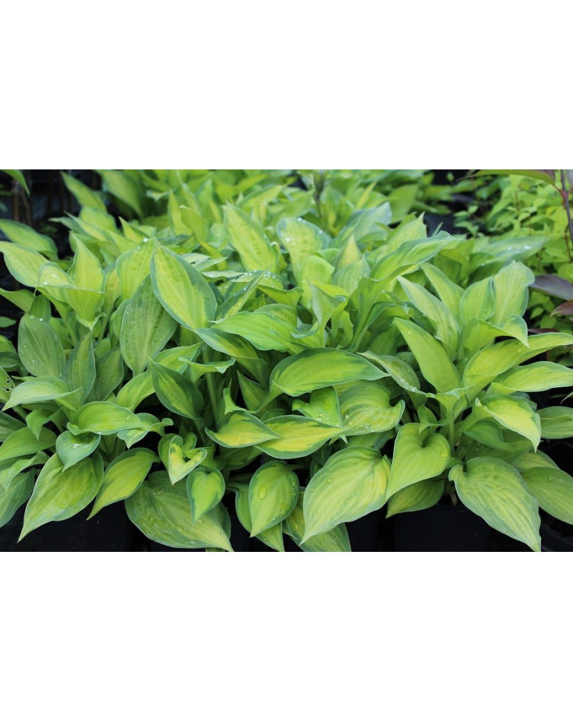 Hosta Regal Splendor