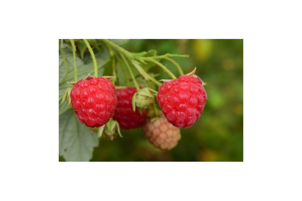Floricane raspberry - Rubus idaeus