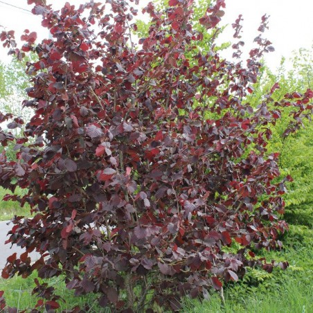 Purple Hazel tree - Corylus maxima Atropurpurea