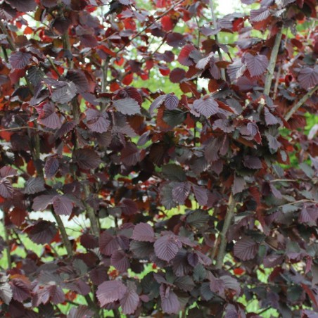 Purple Hazel tree - Corylus maxima Atropurpurea
