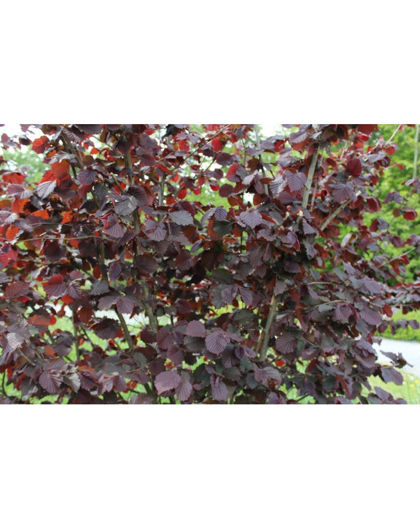 Purple Hazel tree - Corylus maxima Atropurpurea