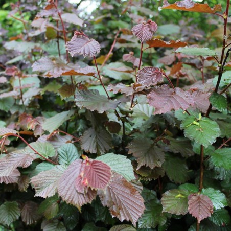 Purple Hazel tree - Corylus maxima Atropurpurea