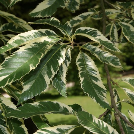 Sweet chestnut variegata - Castanea sativa variegata Albomarginata