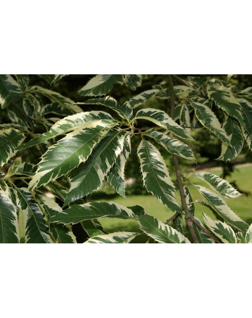 Sweet chestnut variegata - Castanea sativa variegata Albomarginata