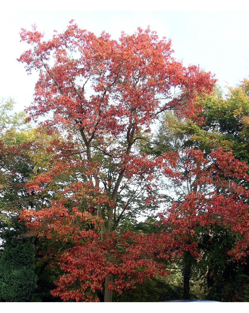 Chêne rouge d'Amérique - Quercus Rubra