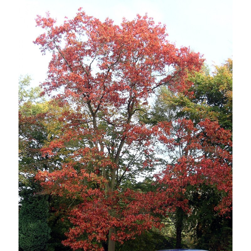 Chêne rouge d'Amérique - Quercus Rubra