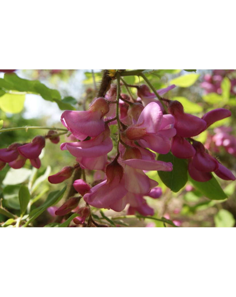 Rosa acacia - Bristly locust - Moss locust-Robinia hispida Macrophylla