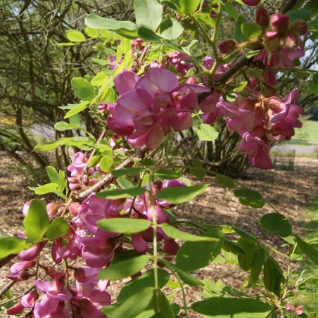 Acacia rose - Robinia hispida Macrophylla
