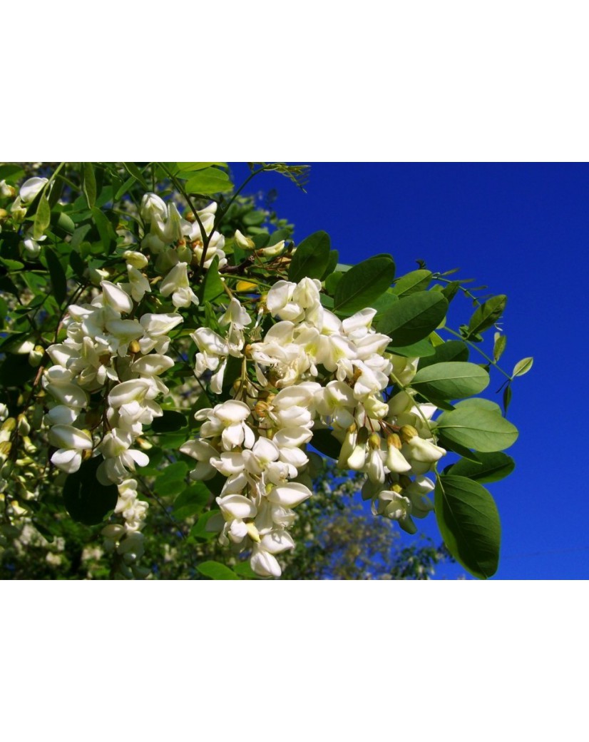 Twisty Baby Black Locust-Robinia pseudoacacia Twisty Baby - Lace Lady