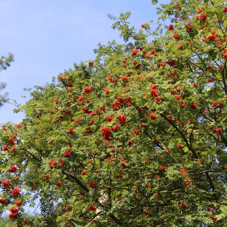 wilde lijsterbes - Sorbus Aucuparia