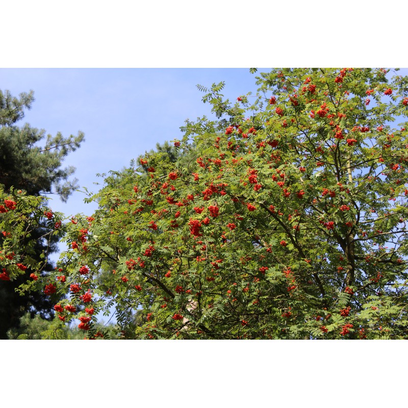 Rowan and mountain-ash - Sorbus Aucuparia