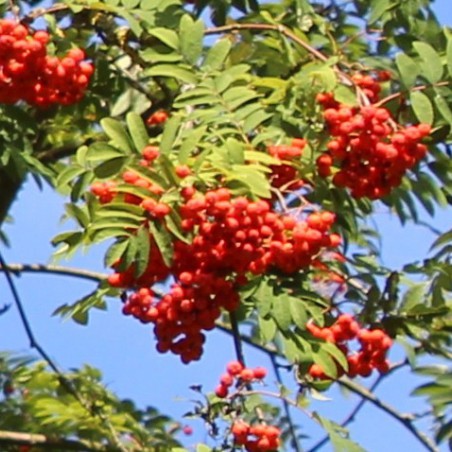 wilde lijsterbes - Sorbus Aucuparia