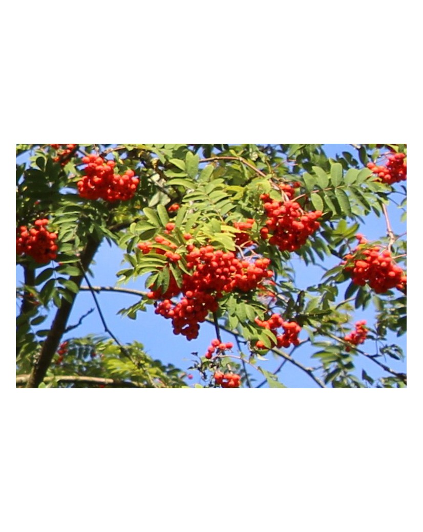 Chinese pepper tree - Zanthoxylum simulans