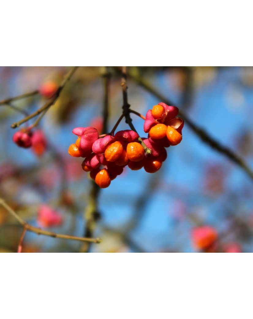 European spindle-Euonymus Europaeus