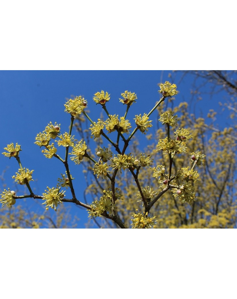 Cornouiller - Cornus Mas