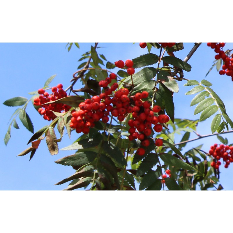 wilde lijsterbes - Sorbus Aucuparia