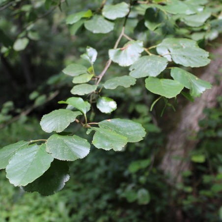 Italian alder - Alnus cordata