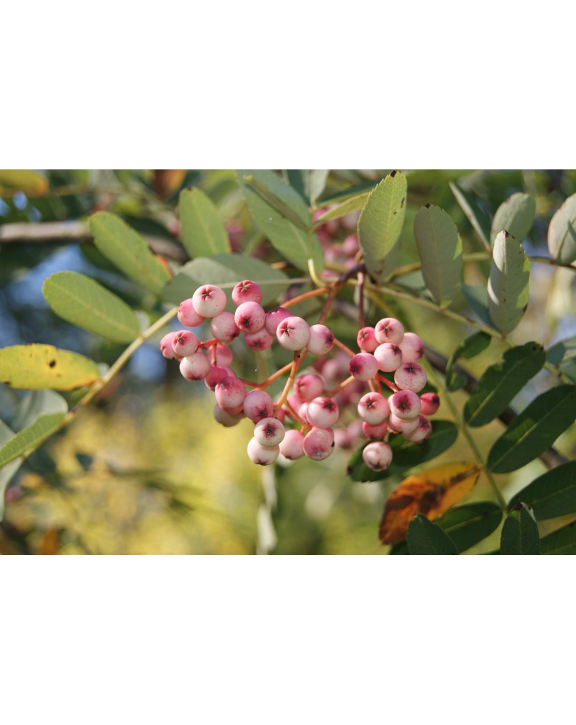 Hupeh Rowan - Sorbus Hupehensis