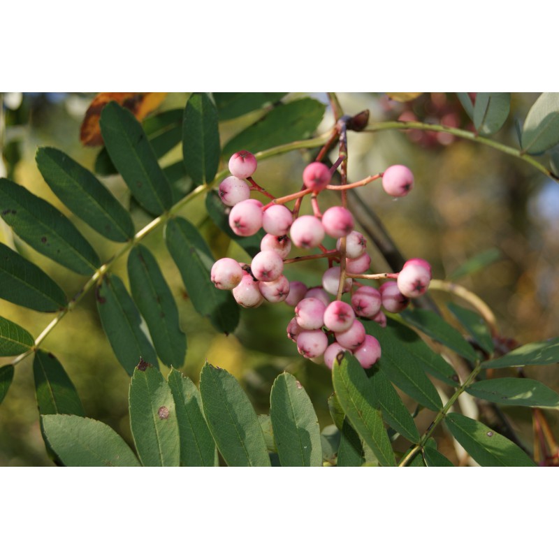 Hupeh Rowan - Sorbus Hupehensis